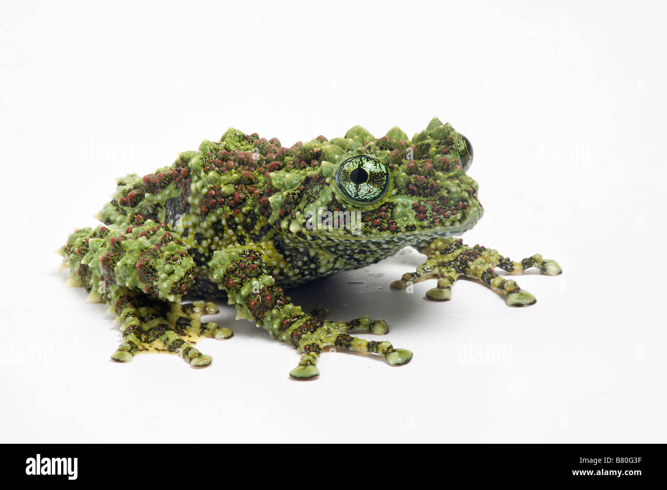 Mossy Frog on white background Stock Photo - Alamy