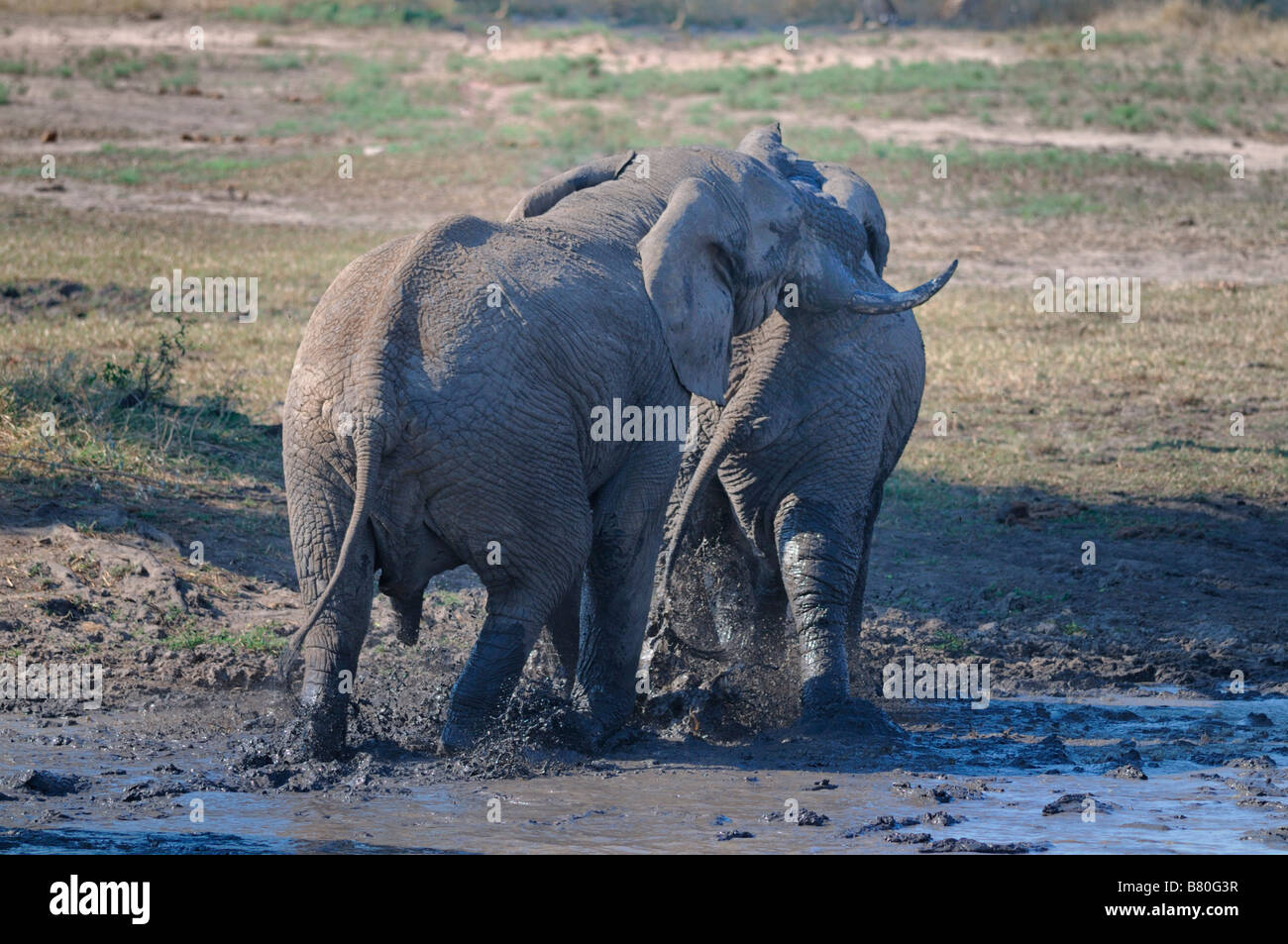 Elephant fight hi-res stock photography and images - Alamy