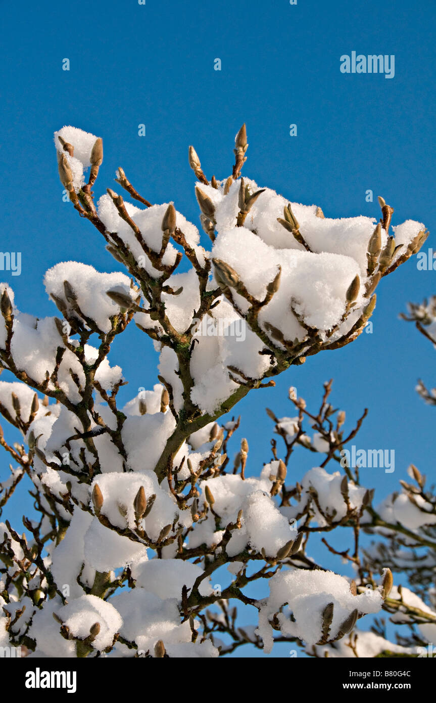 Magnolia tree winter hi-res stock photography and images - Alamy