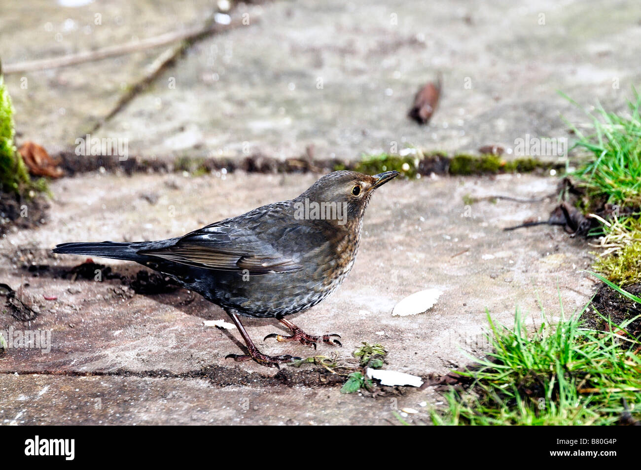 Female Blackbird Turdus merula Stock Photo - Alamy