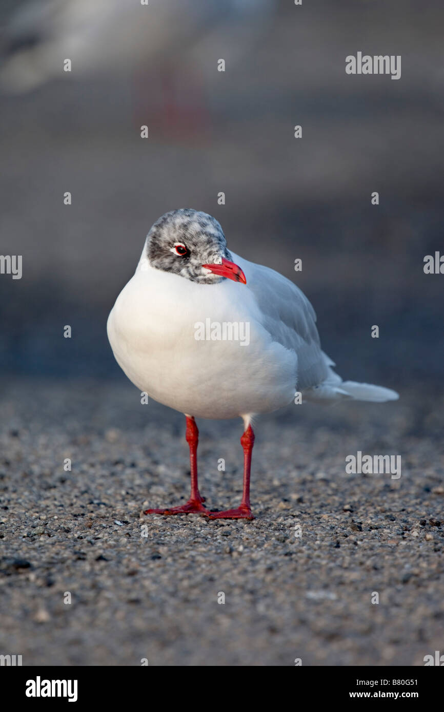 mediterranean gull Larus melanocephalus adult late winter Stock Photo ...
