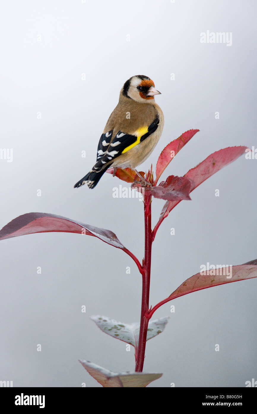 British bird gold finch hi-res stock photography and images - Alamy