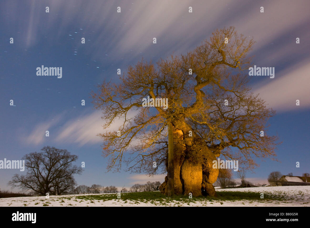 The ancient Silton Oak Quercus robur on a snowy February night Dorset ...