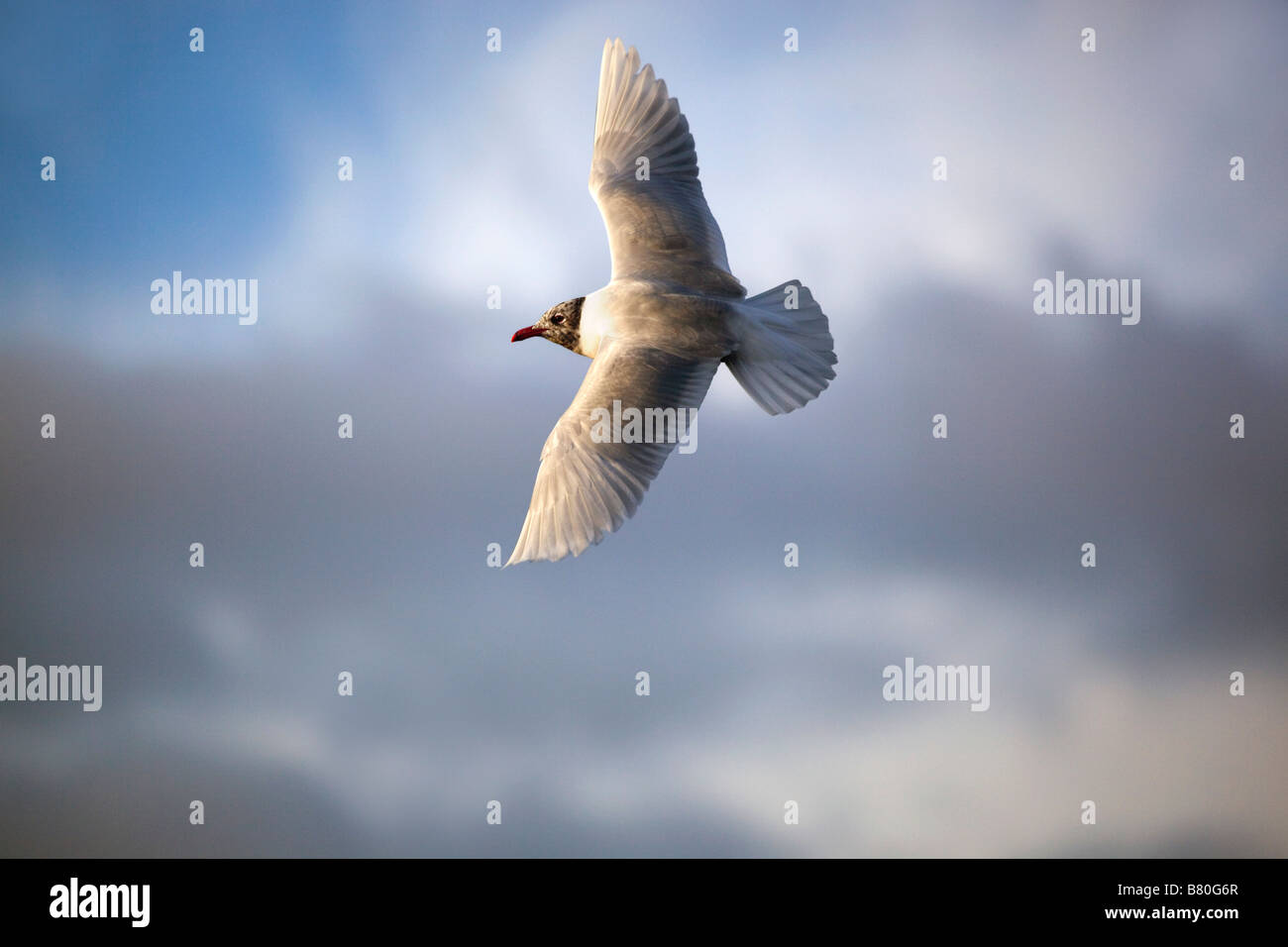 mediterranean gull Larus melanocephalus flight winter Stock Photo - Alamy