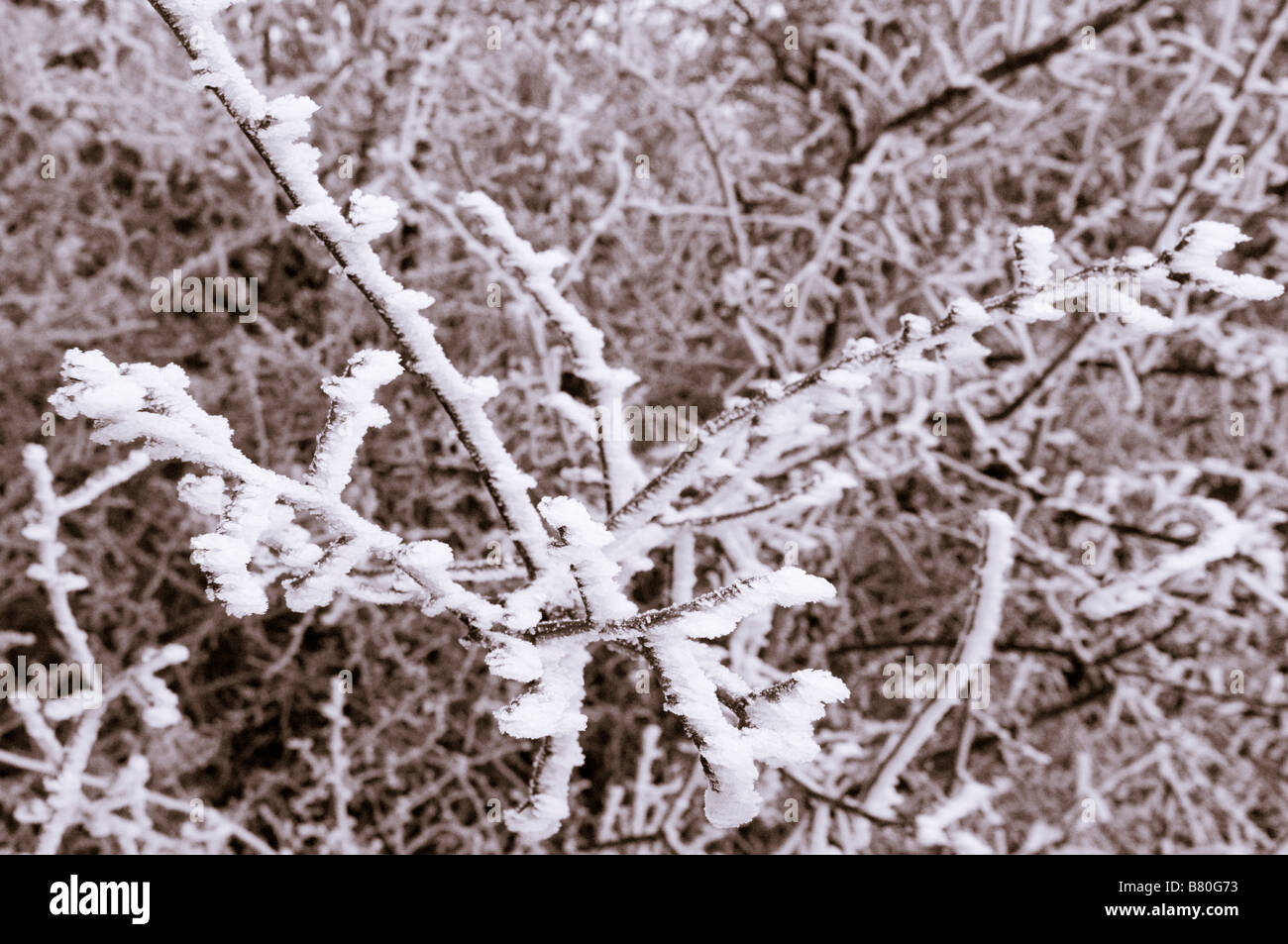 Frost branches uk hi-res stock photography and images - Alamy