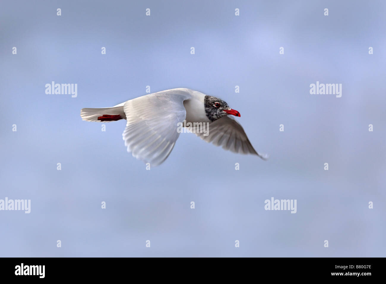 mediterranean gull Larus melanocephalus flight winter Stock Photo - Alamy