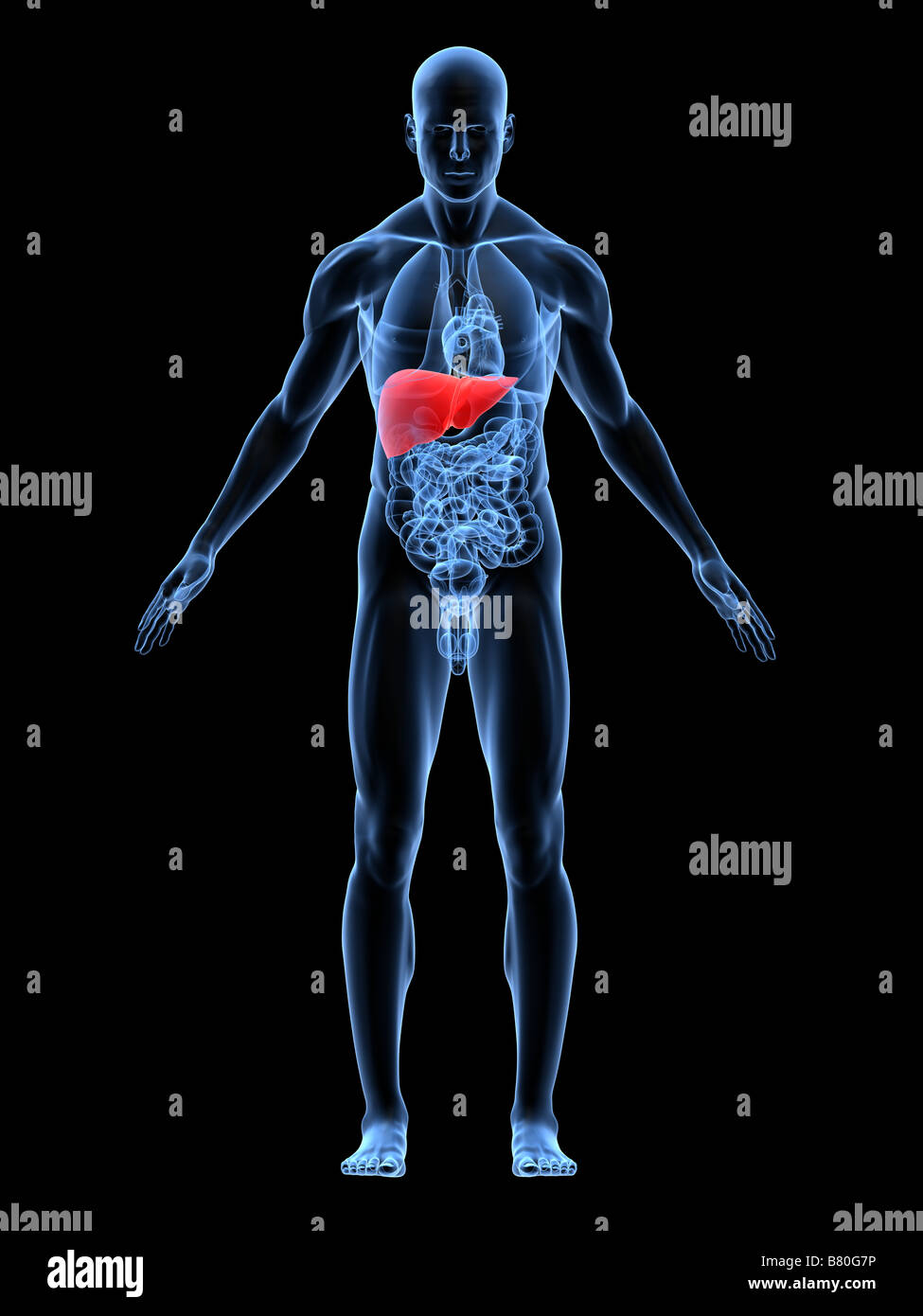 highlighted liver Stock Photo - Alamy