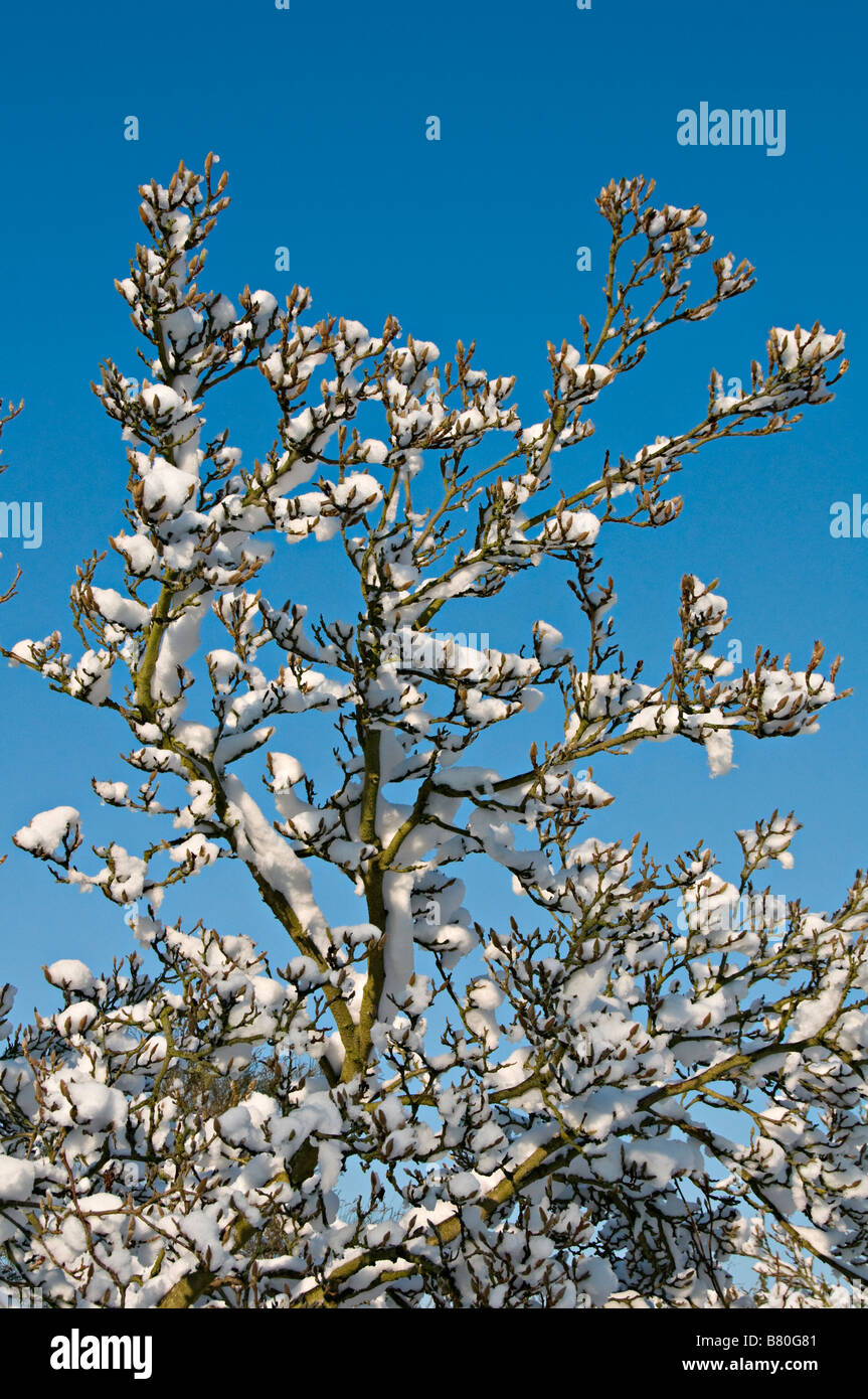 Magnolia tree winter hi-res stock photography and images - Alamy