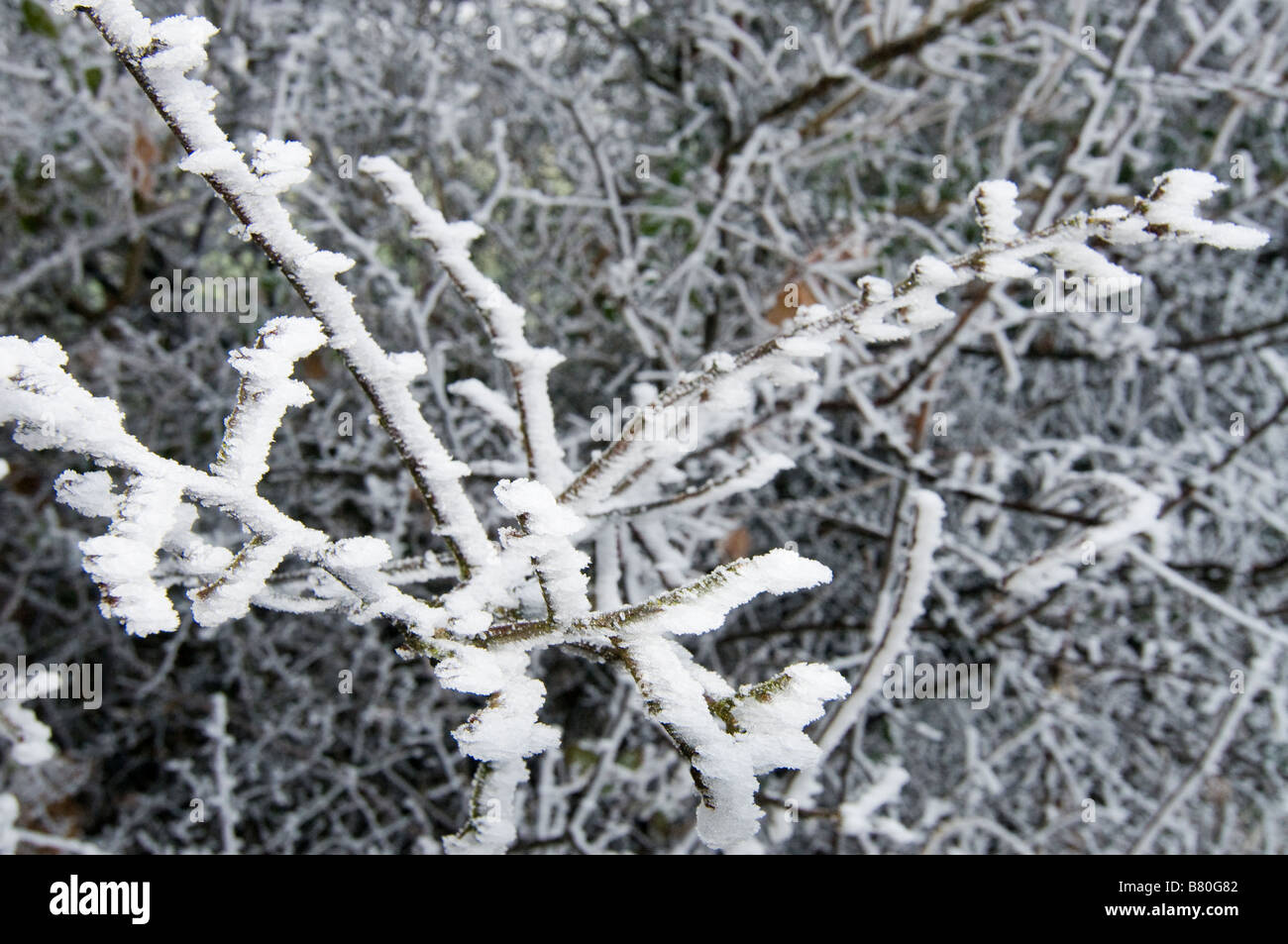 Hoar frost branches hi-res stock photography and images - Alamy