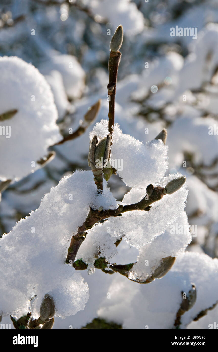 Magnolia serene hi-res stock photography and images - Alamy