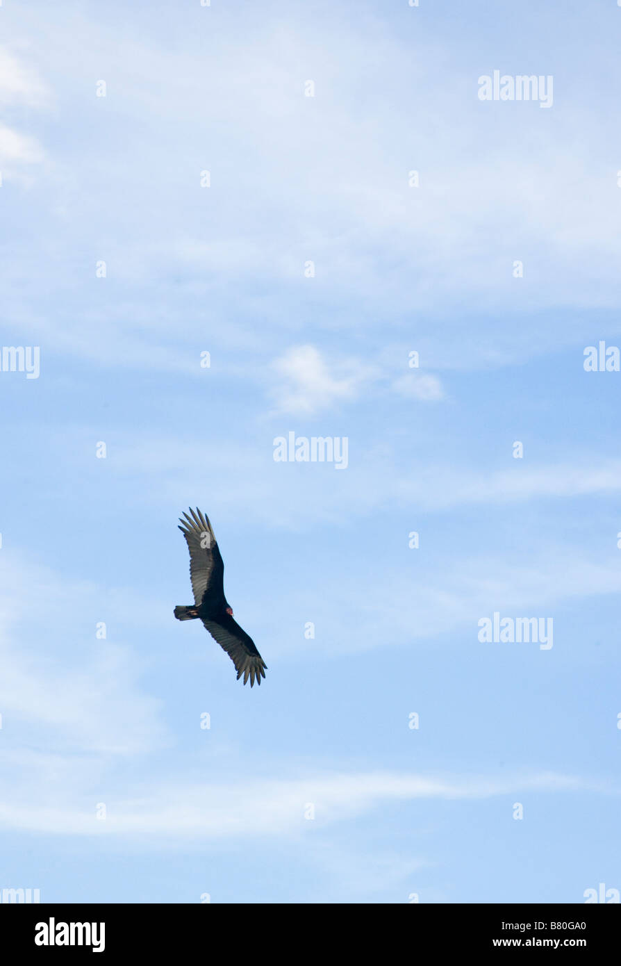 Large bird flying Stock Photo - Alamy