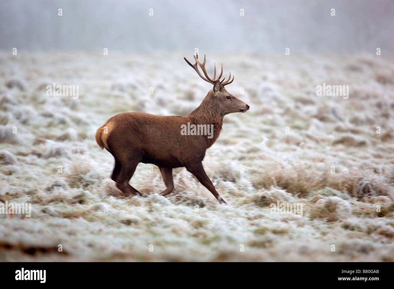 red deer Cervus elaphus stag in winter Stock Photo - Alamy