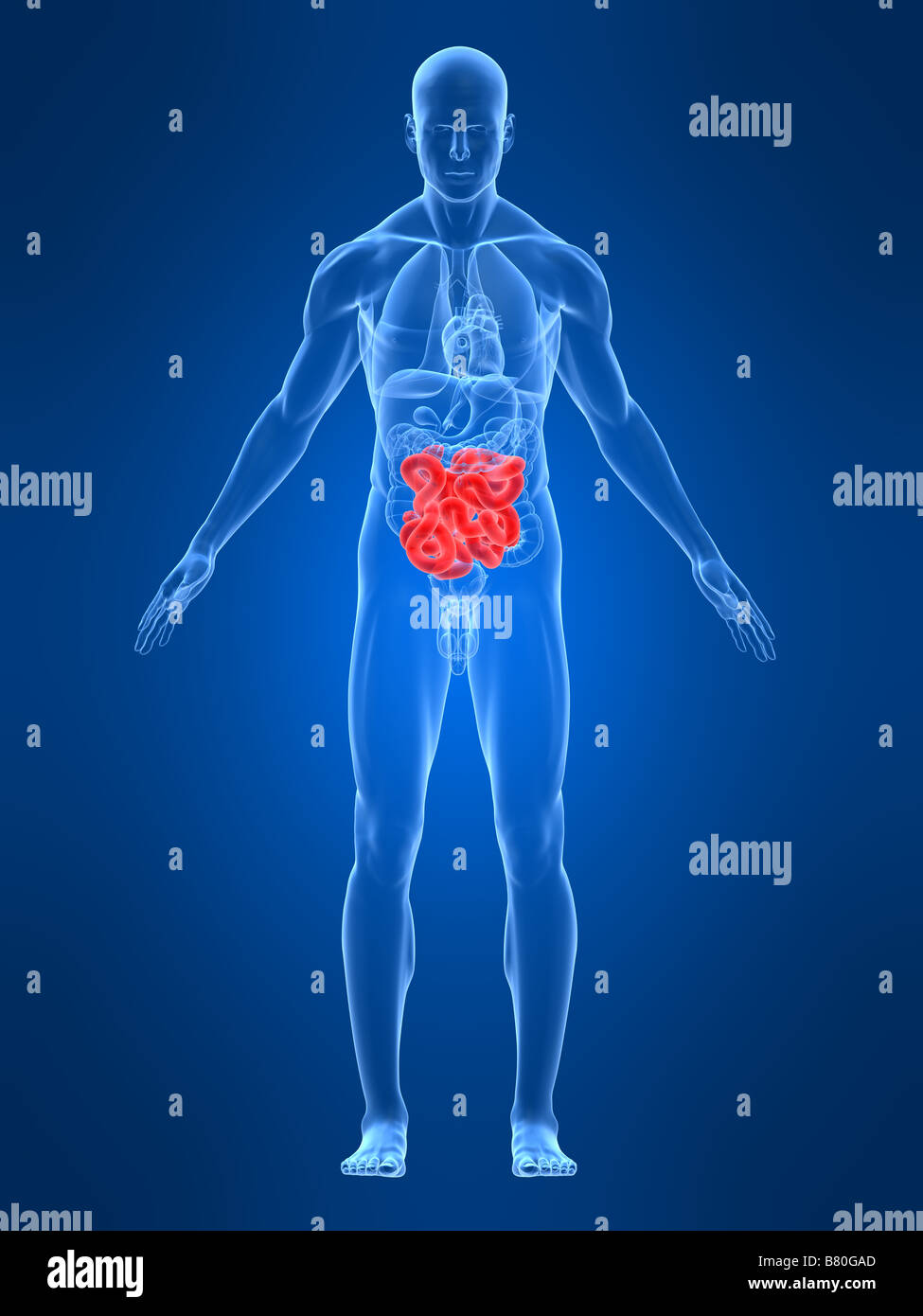Male Intestines High Resolution Stock Photography and Images - Alamy