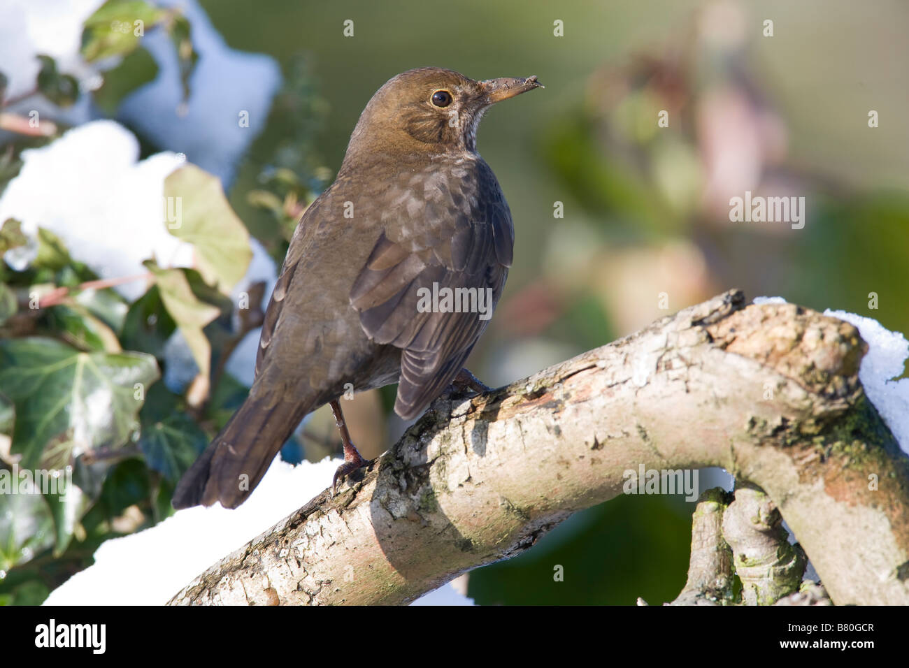 Female dunnock hi-res stock photography and images - Alamy