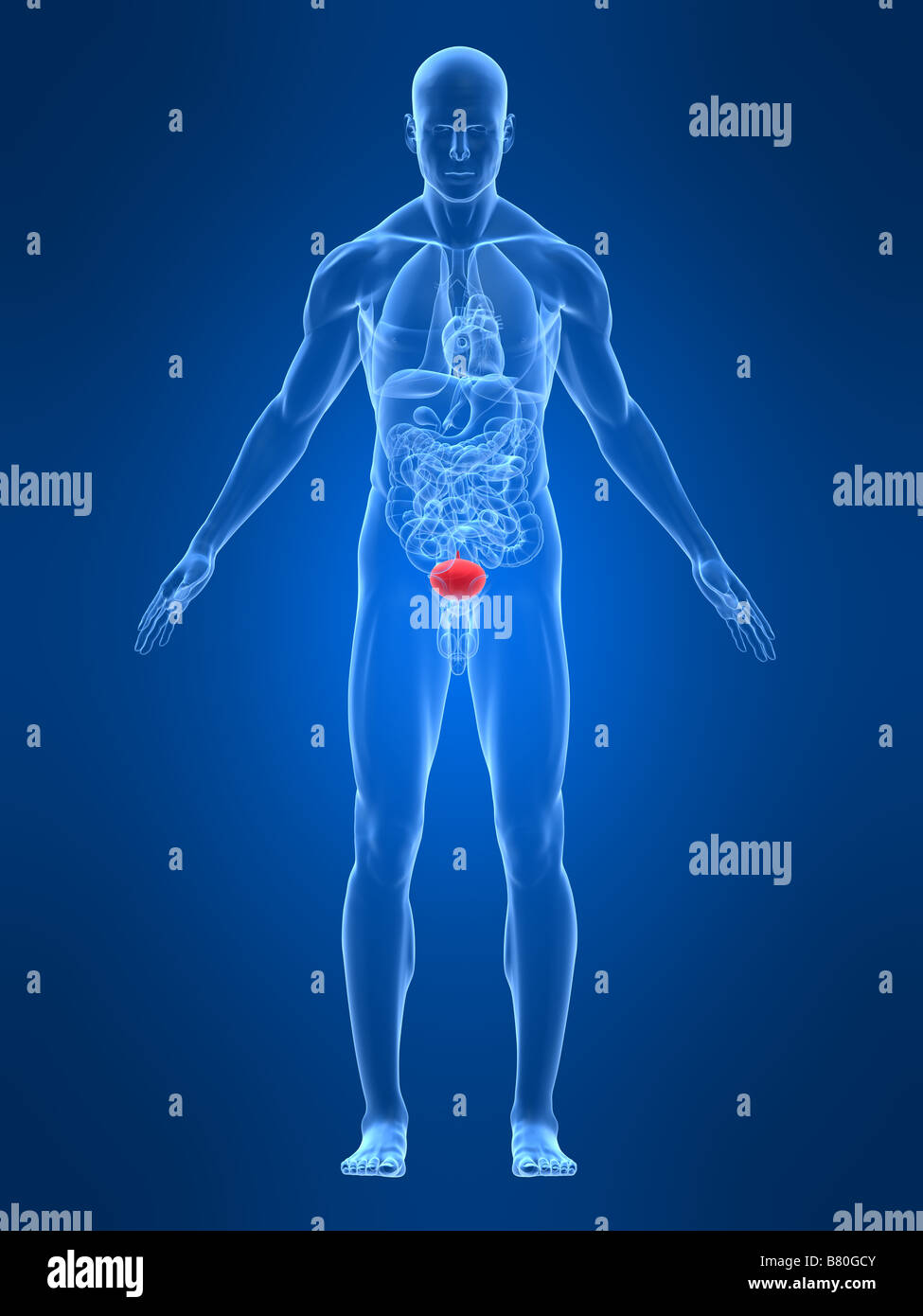 Man bladder pain or uti pain hi-res stock photography and images - Alamy
