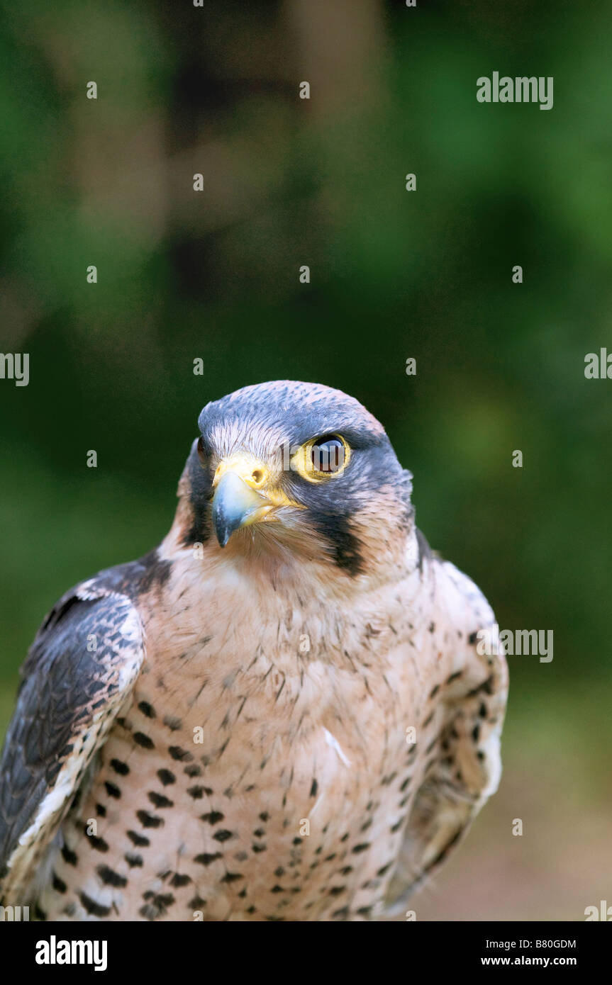 Lanner Falcon portrait Stock Photo - Alamy