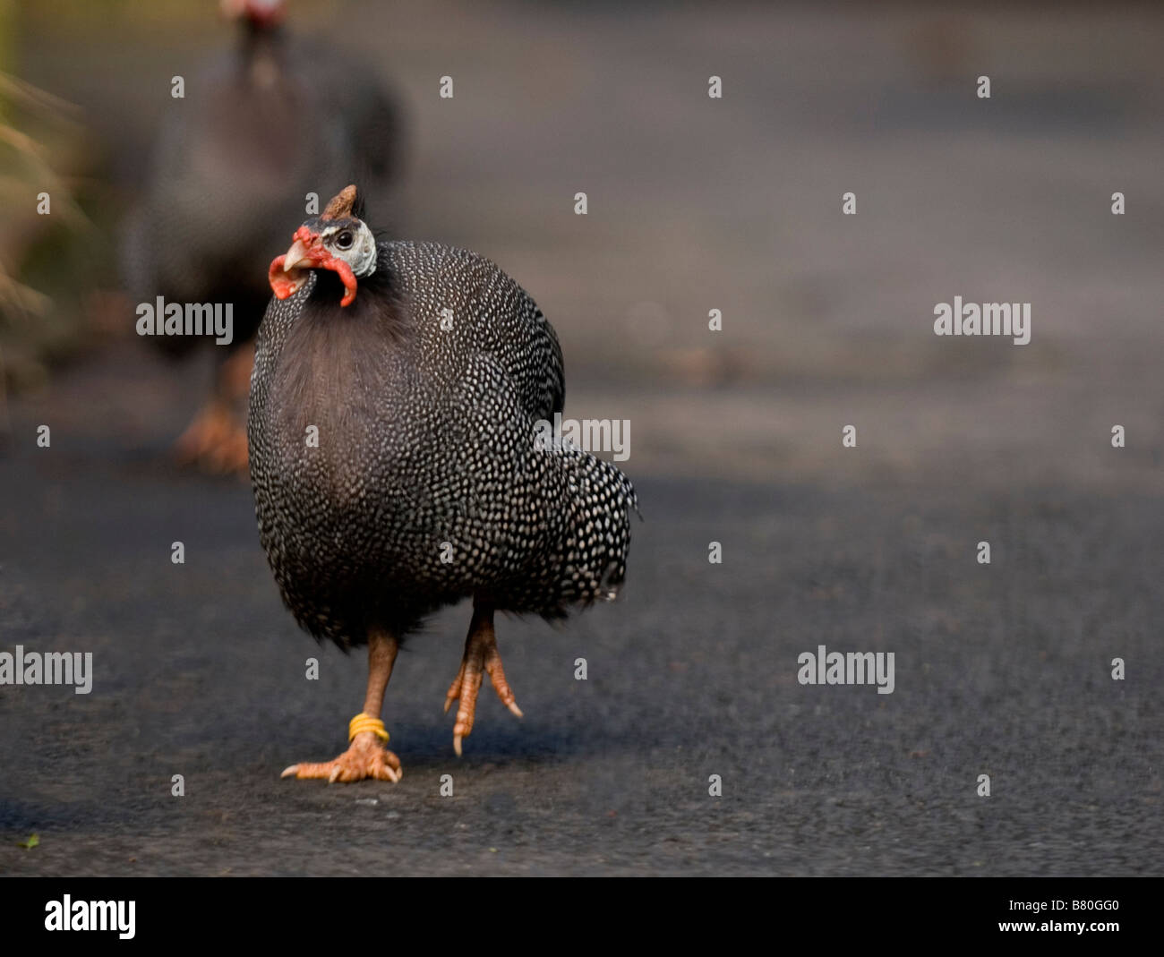 Fowl run hi-res stock photography and images - Alamy