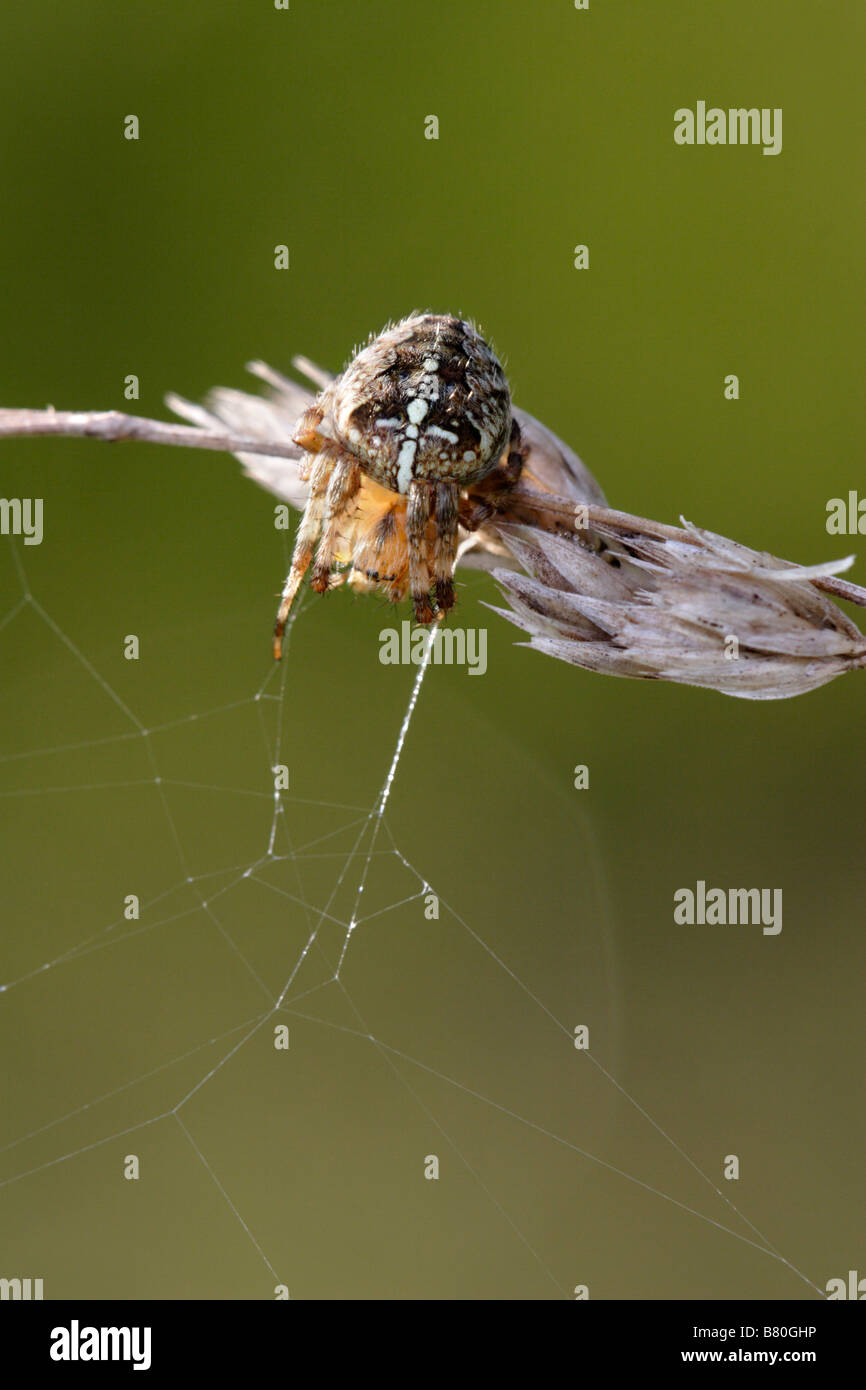 European garden spider (Araneus diadematus Stock Photo - Alamy
