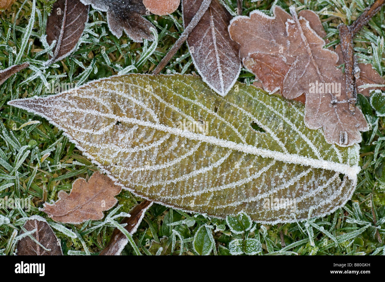 Frosty Leaves Stock Photos & Frosty Leaves Stock Images - Alamy