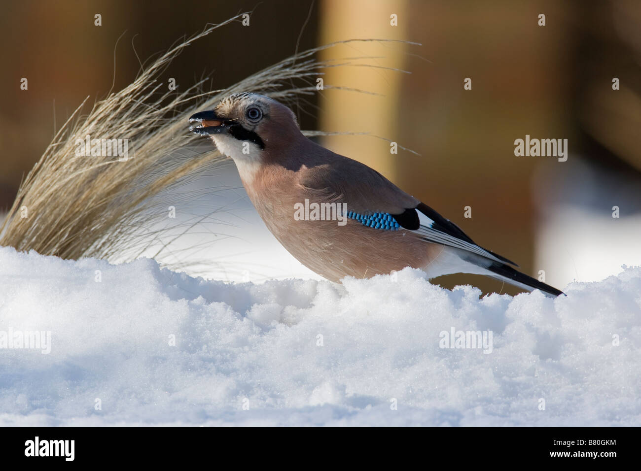 Jay Garrulus glandarios Corvidae Stock Photo - Alamy