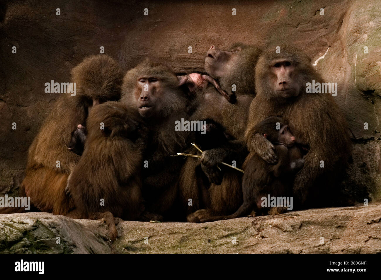 A group of baboons showing strong social interaction Stock Photo - Alamy