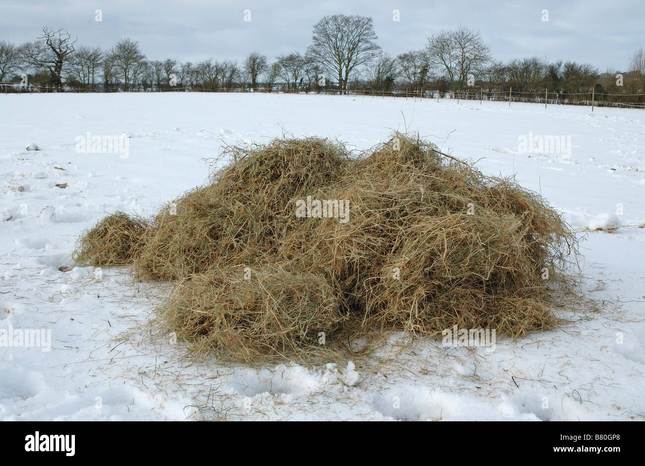 Hay bale in a snow covered field Stock Photo - Alamy
