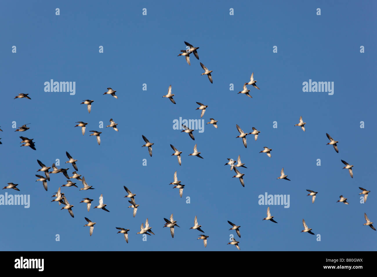 Teal in flight hi-res stock photography and images - Alamy