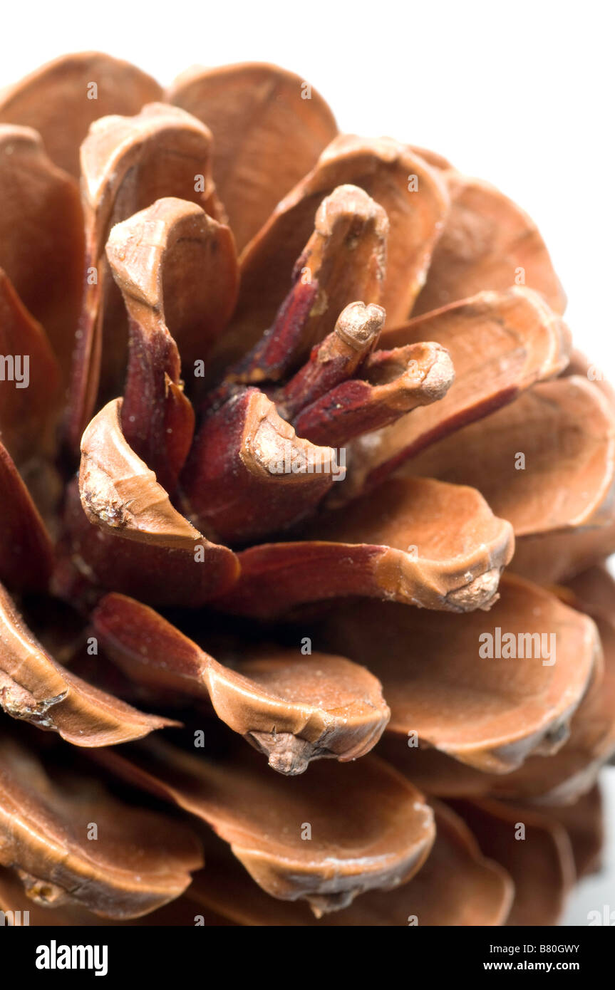 Close up of maritima cone scales Stock Photo - Alamy