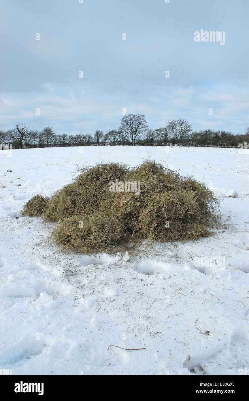 Hay bale in a snow covered field Stock Photo - Alamy