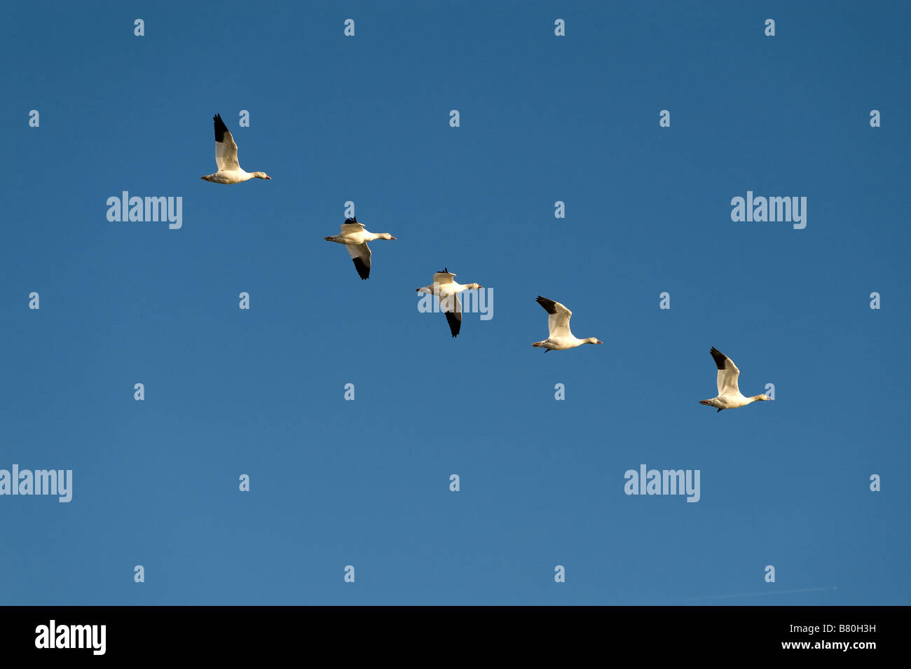 Birds in flight Stock Photo - Alamy