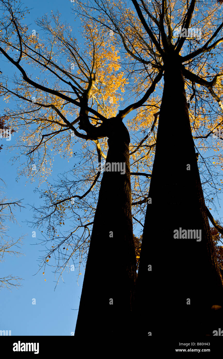 Profile of trees Stock Photo - Alamy
