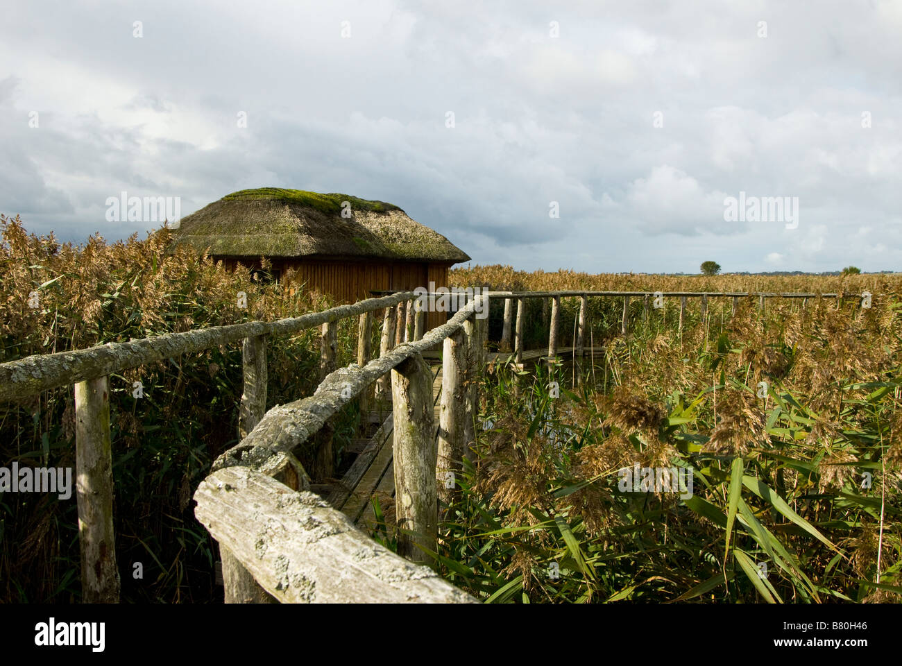 Thatched bird hi-res stock photography and images - Alamy