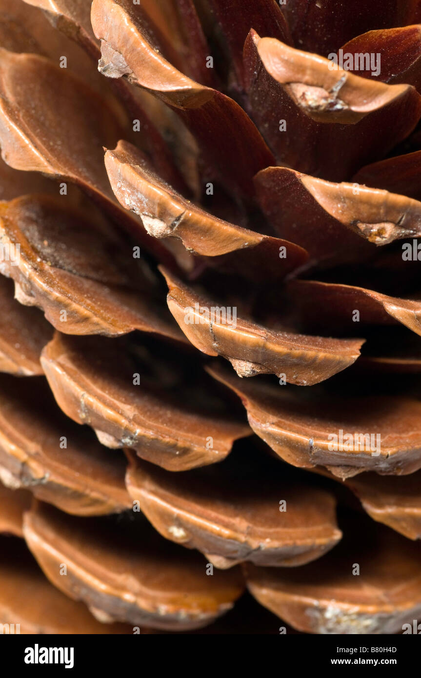 Cone scales hi-res stock photography and images - Alamy