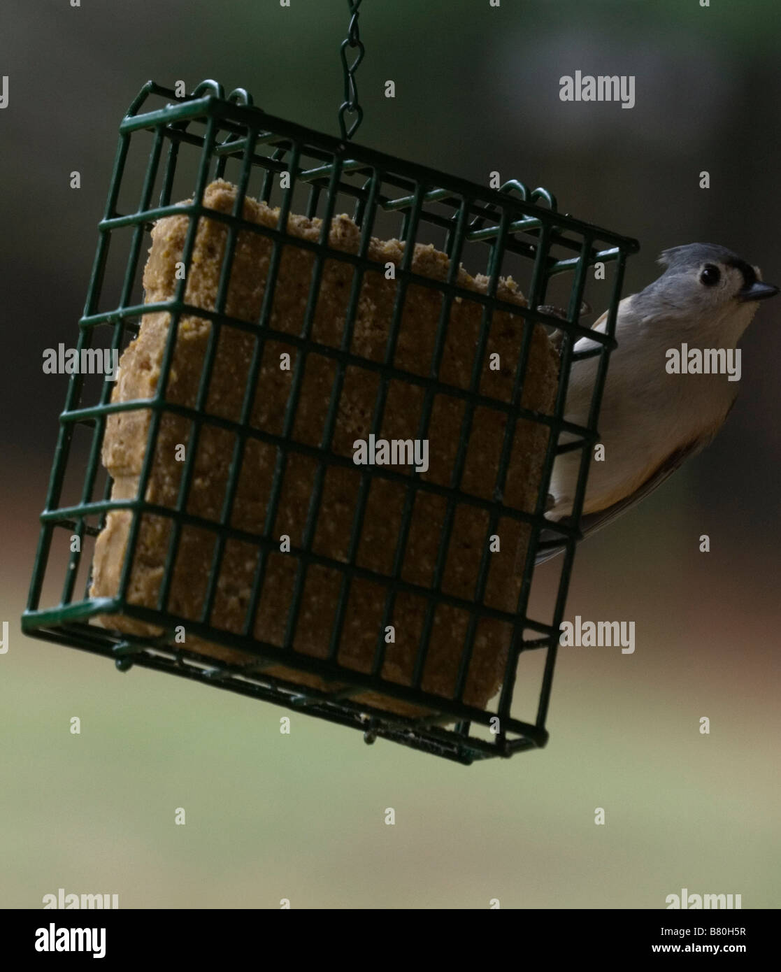 Tufted titmouse bird feeder hi-res stock photography and images - Alamy
