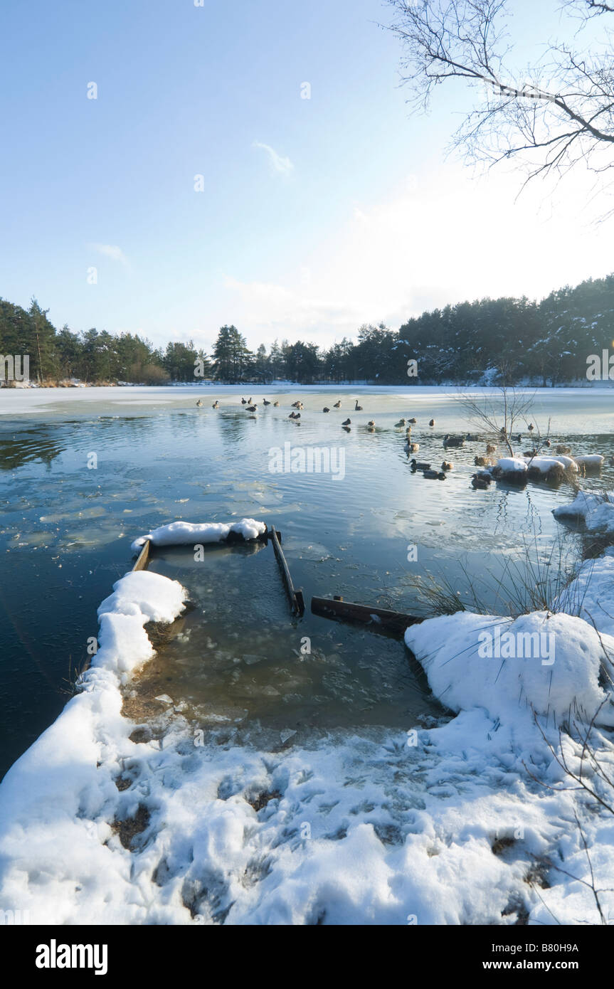 Moat Pond, Thursley Common Nature Reserve, Surrey, UK Stock Photo - Alamy
