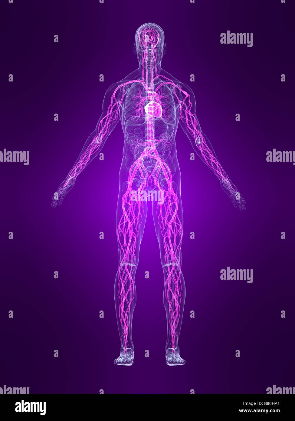 Vein system hi-res stock photography and images - Alamy