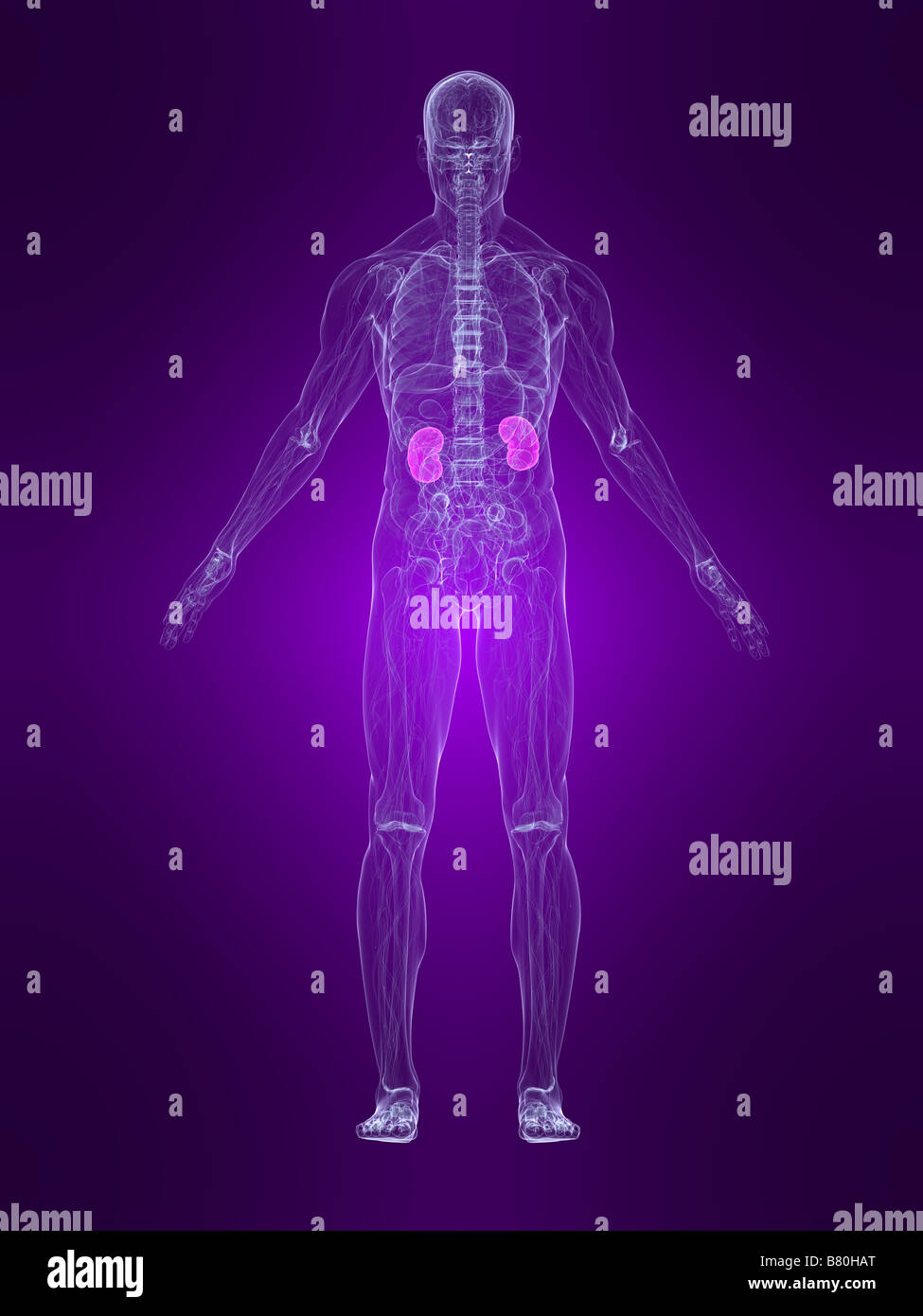 Kidneys x ray hi-res stock photography and images - Alamy