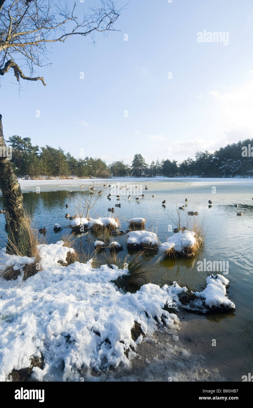 Thursley common pond hi-res stock photography and images - Alamy
