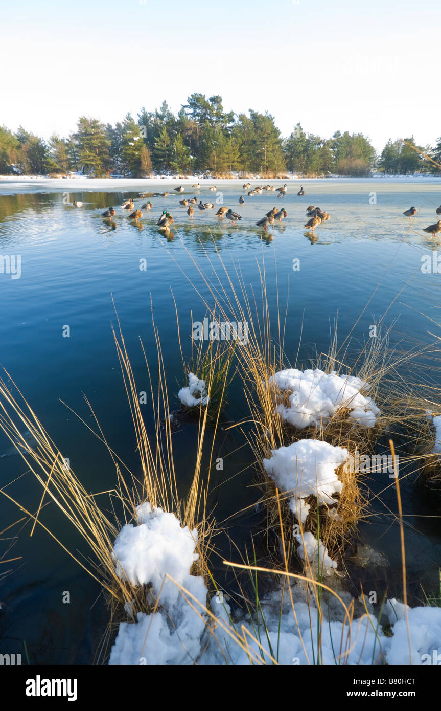Moat Pond Thursley Common Nature Reserve Surrey UK Stock Photo - Alamy