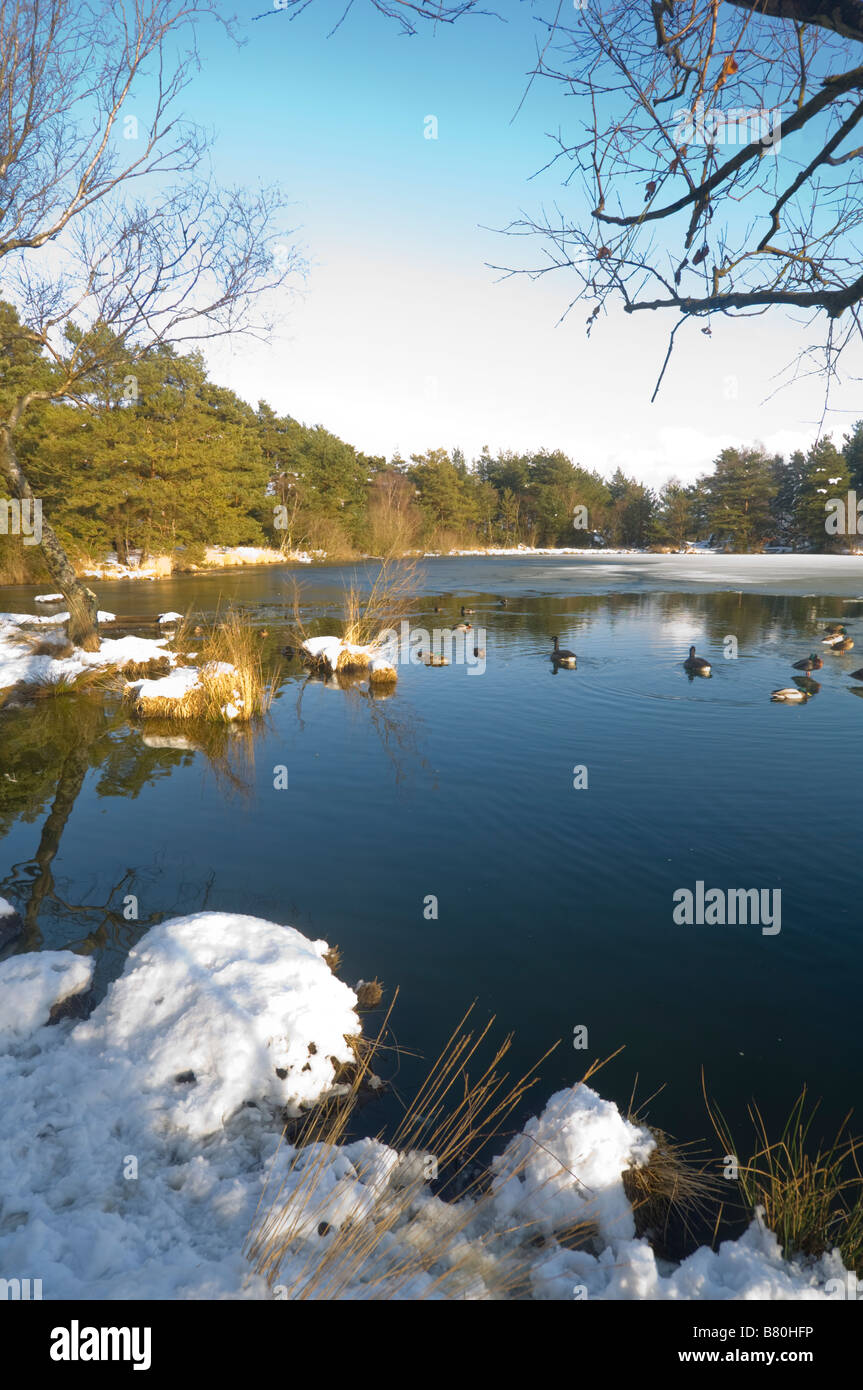 Thursley common pond hi-res stock photography and images - Alamy