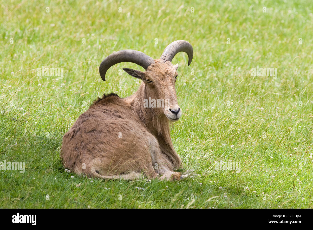 Resting Billy Goat Stock Photo - Alamy