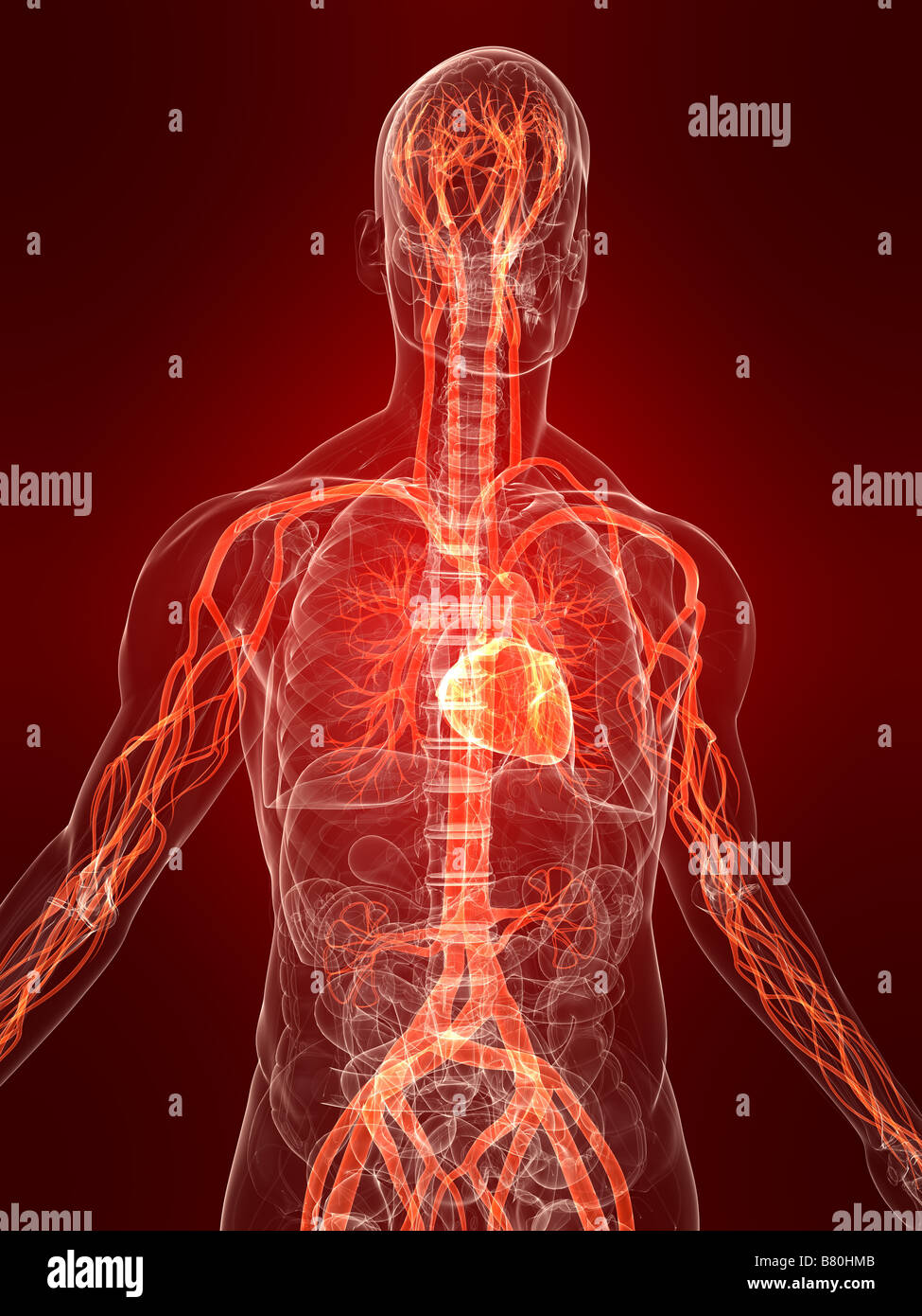 human transparent anatomy Stock Photo - Alamy