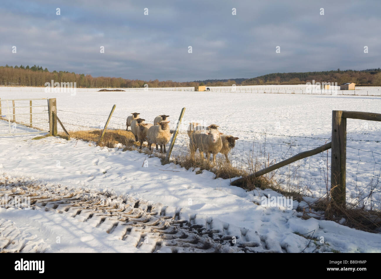 Frozen sheep field hi-res stock photography and images - Alamy