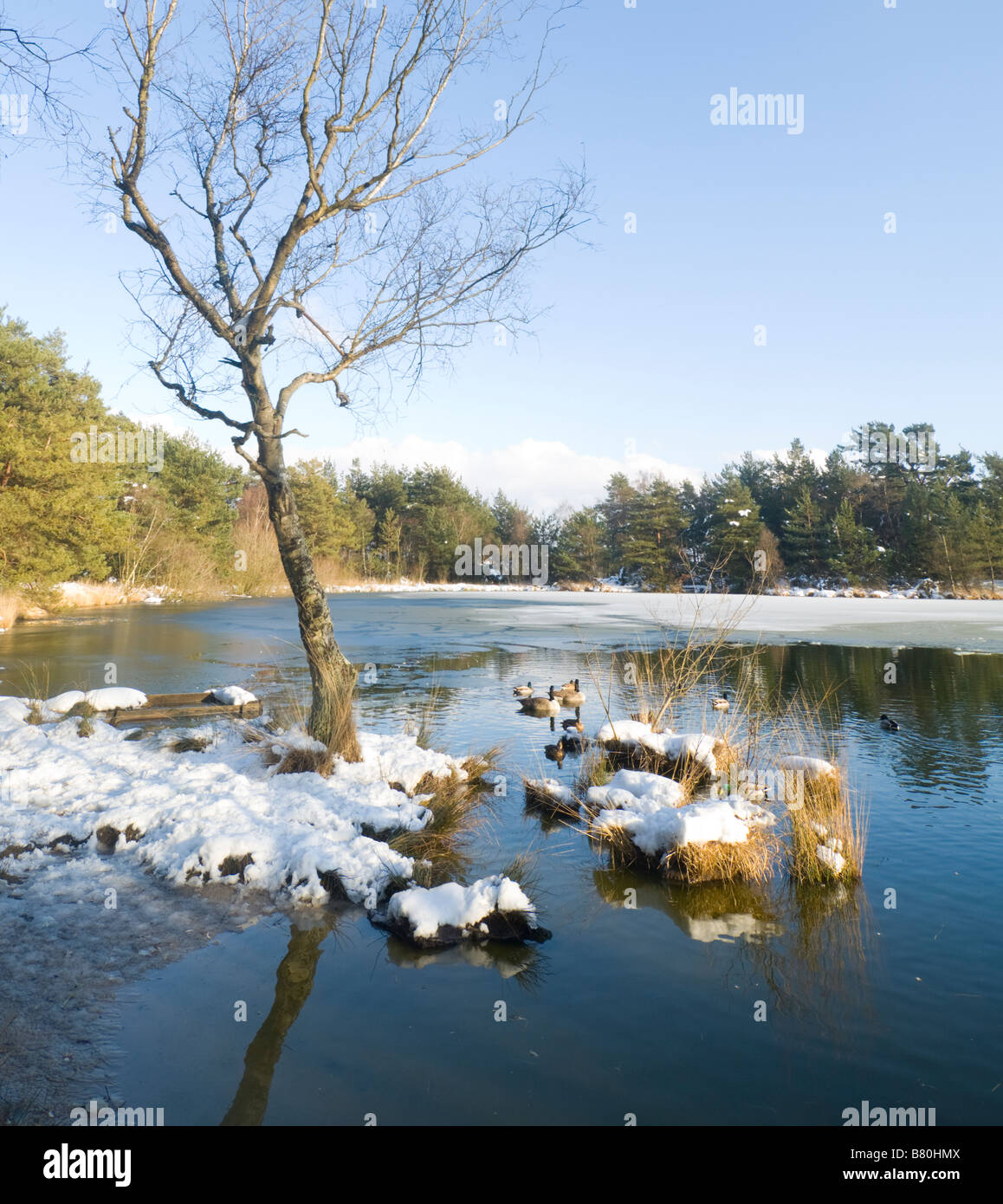 Thursley Common Pond High Resolution Stock Photography and Images - Alamy