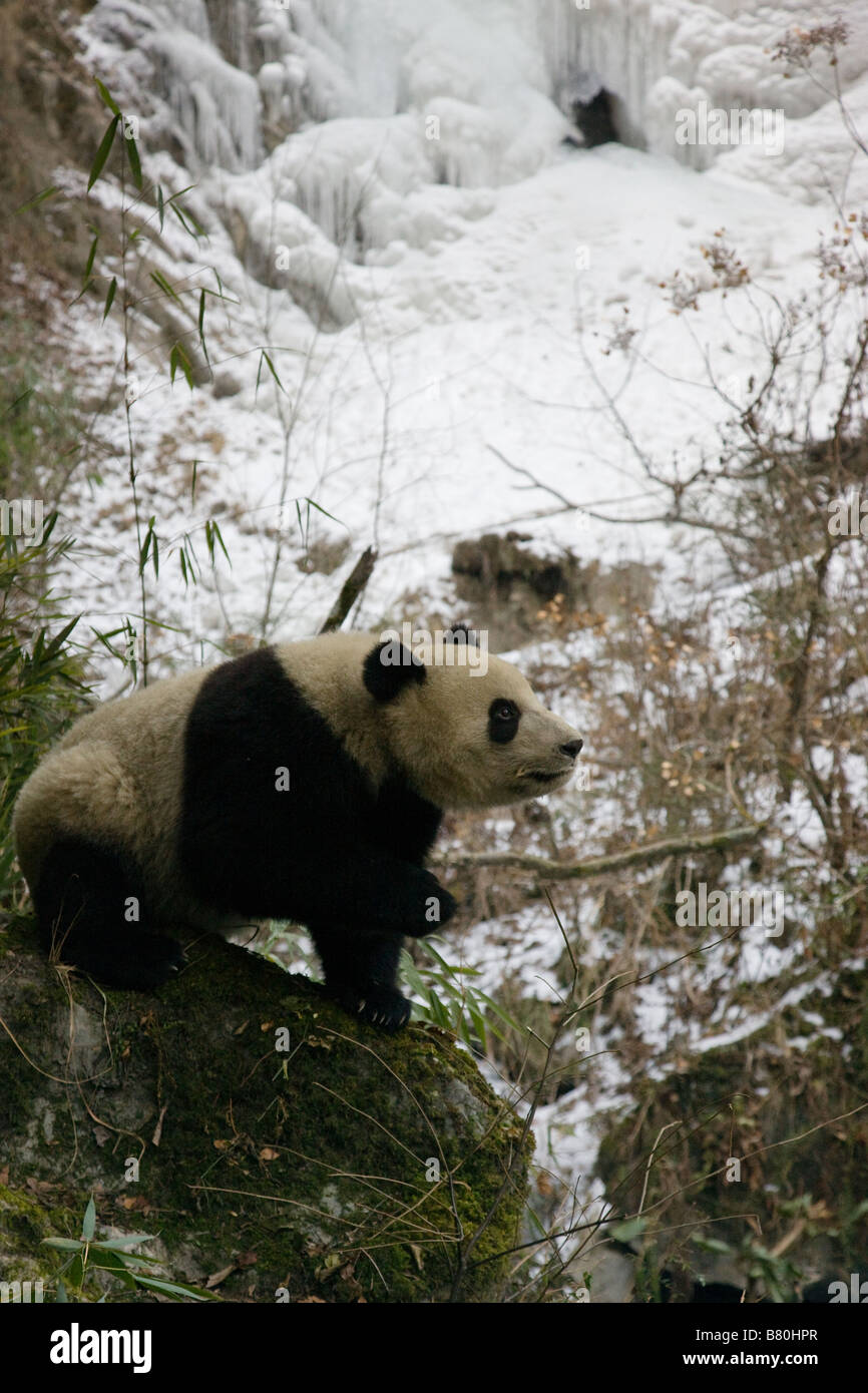 Giant panda by frozen waterfall Wolong Sichuan China Stock Photo - Alamy