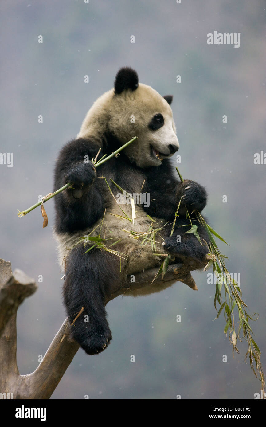 Giant panda eating bamboo on tree Wolong Sichuan China Stock Photo - Alamy