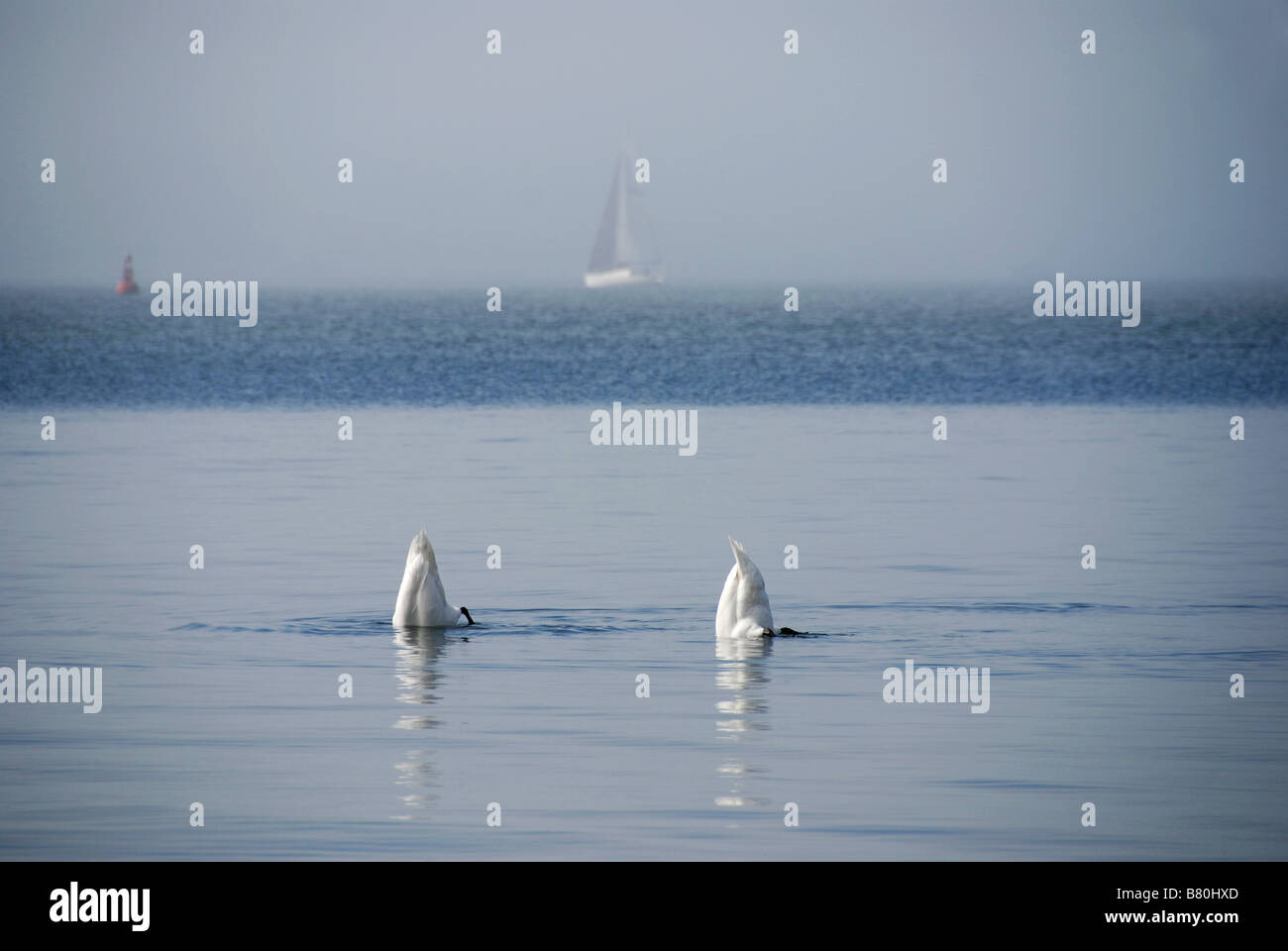 Two swans dive for food just off the Leslie street spit in Toronto ...