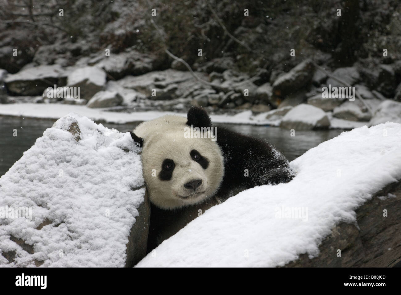 Panda on rock hi-res stock photography and images - Alamy