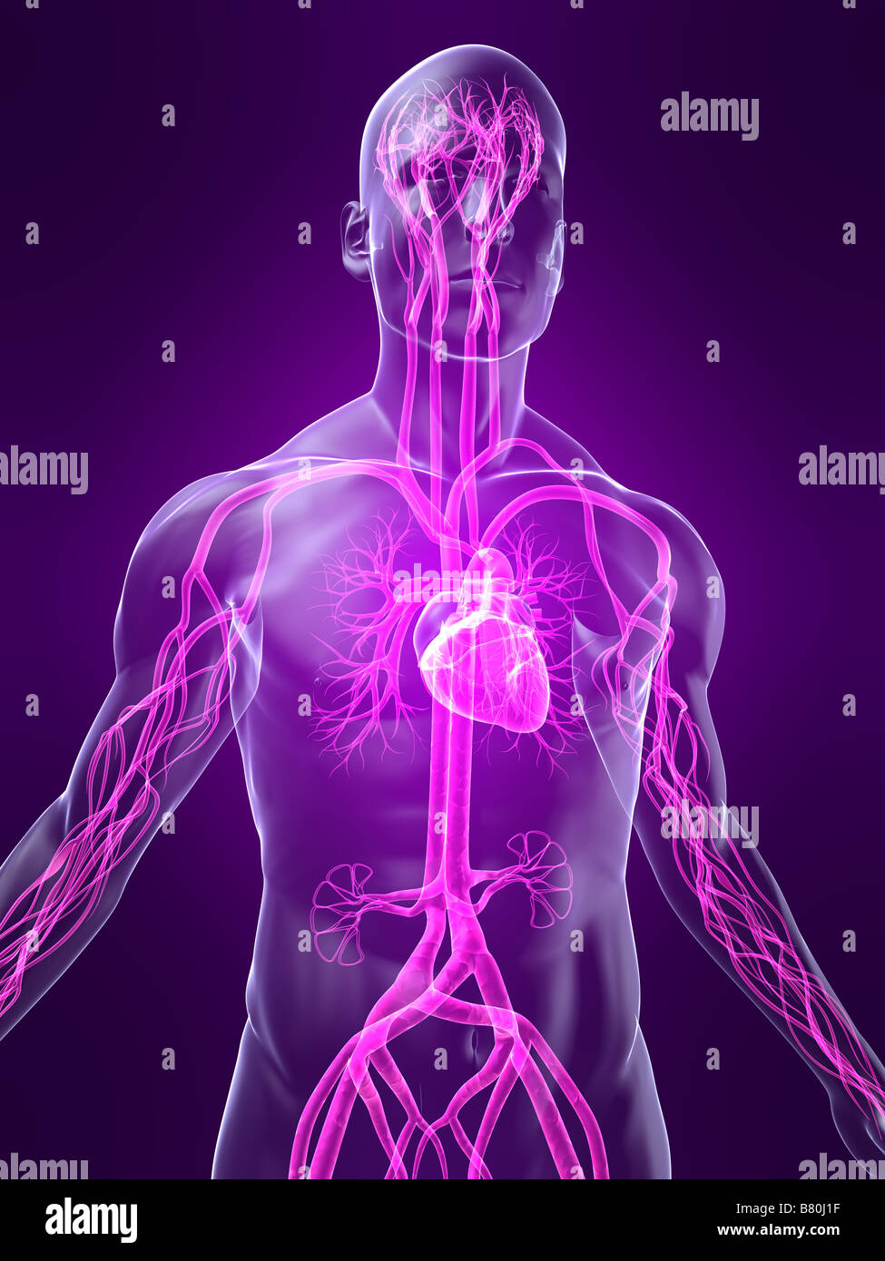 human transparent anatomy Stock Photo - Alamy