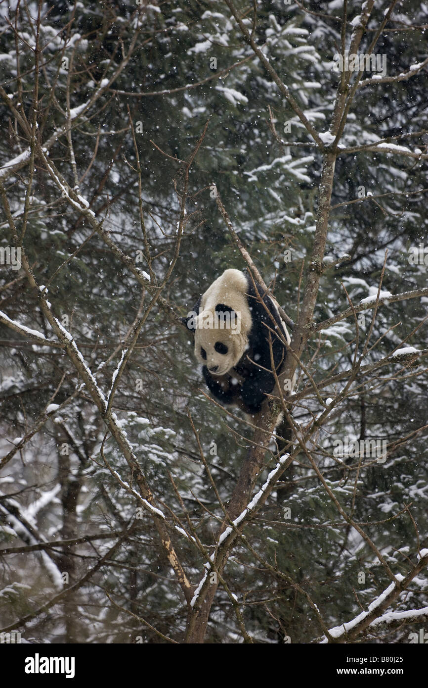 Giant panda cub tree hi-res stock photography and images - Alamy